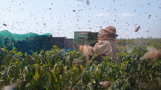 AgroBee recebe aporte de R$ 1 milhão de fundo estruturado pela Koppert