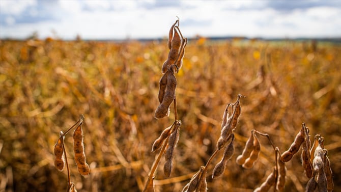 Parceria internacional anuncia nova edição do Programa Soja Sustentável ...